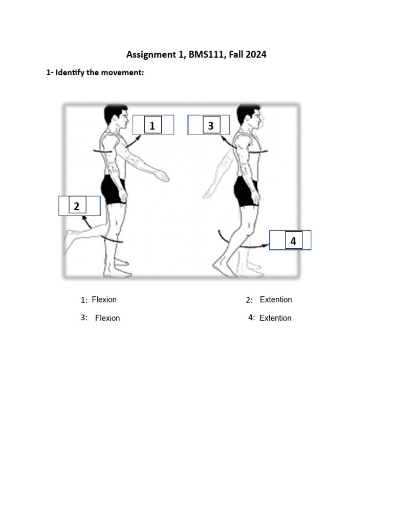 Anatomy Assignment 1 Fall 2024 | PDF
