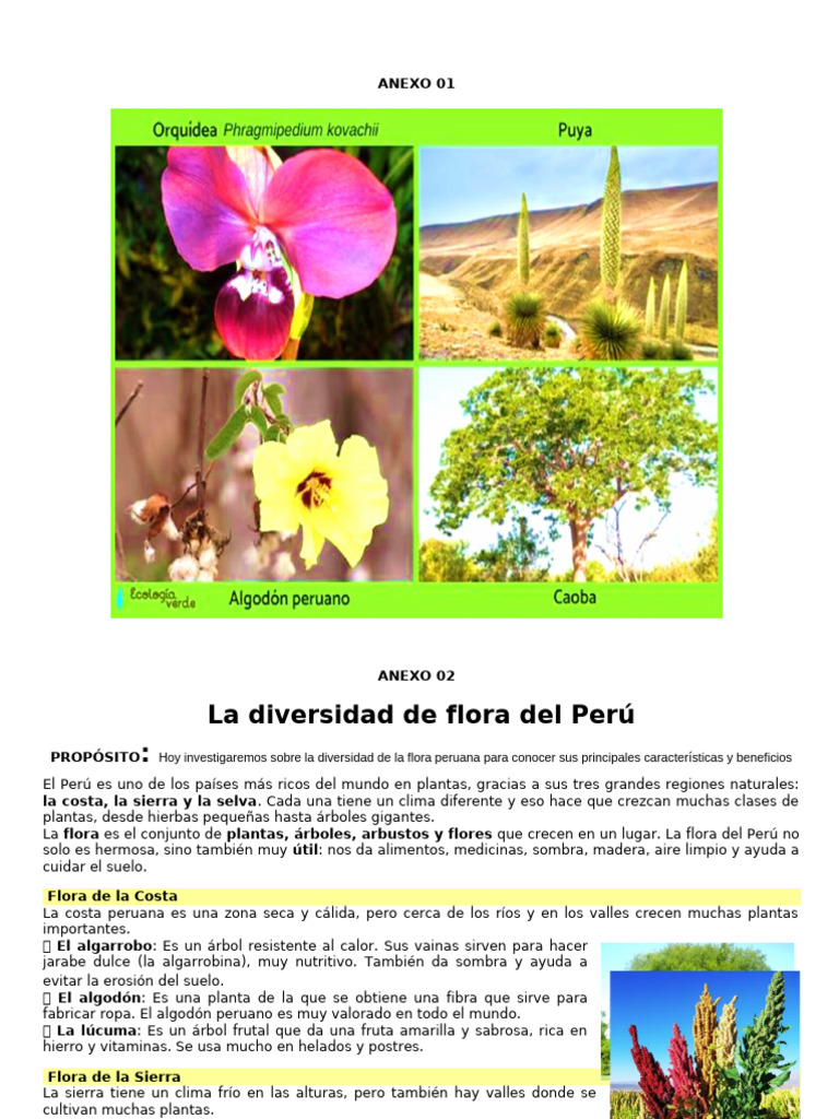 Diversidad de La Flora Peruana | PDF | Arboles | Perú