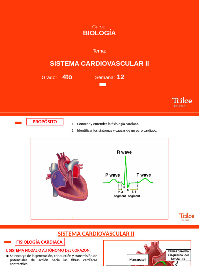 BIO 4º-Sem 12-Sistema Cardiovascular II | PDF | Corazón | Artería