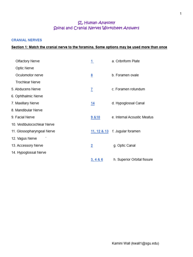 Cranial and Spinal Nerves Worksheet | PDF | Foot | Human Leg