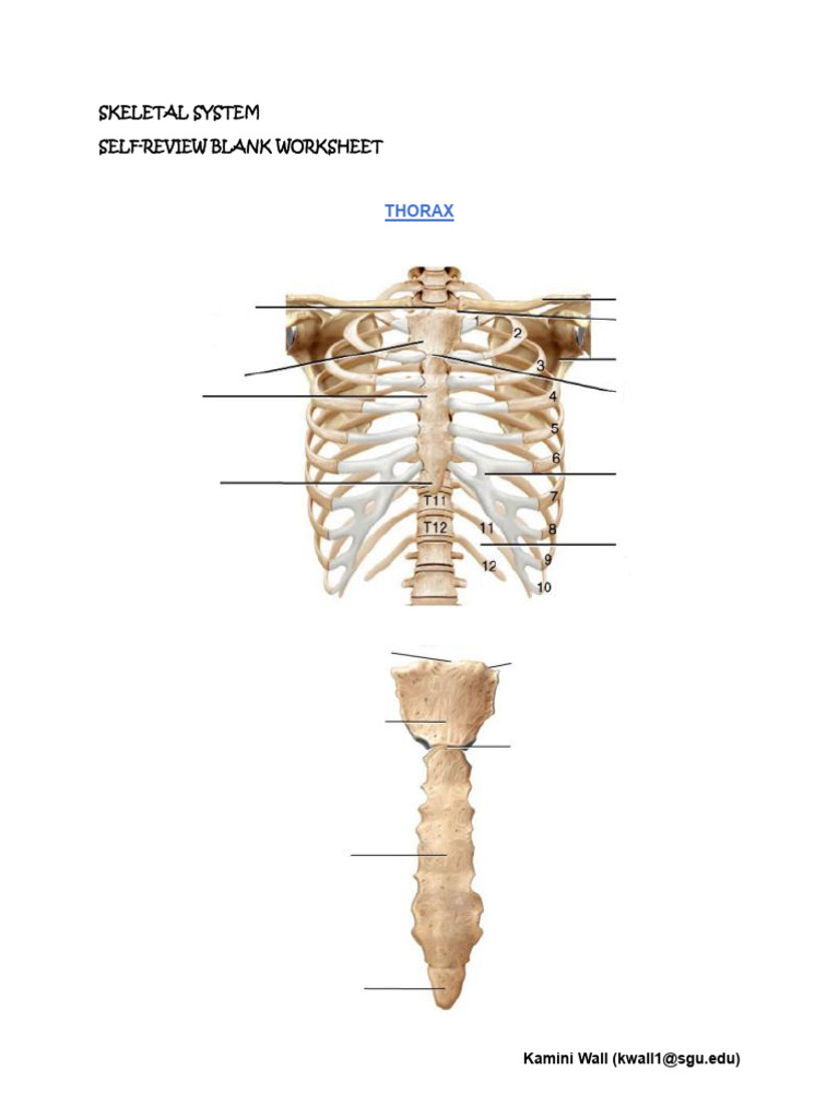 Skeletal+System+Blank+Self Test+Summary+Sheet 1 | PDF