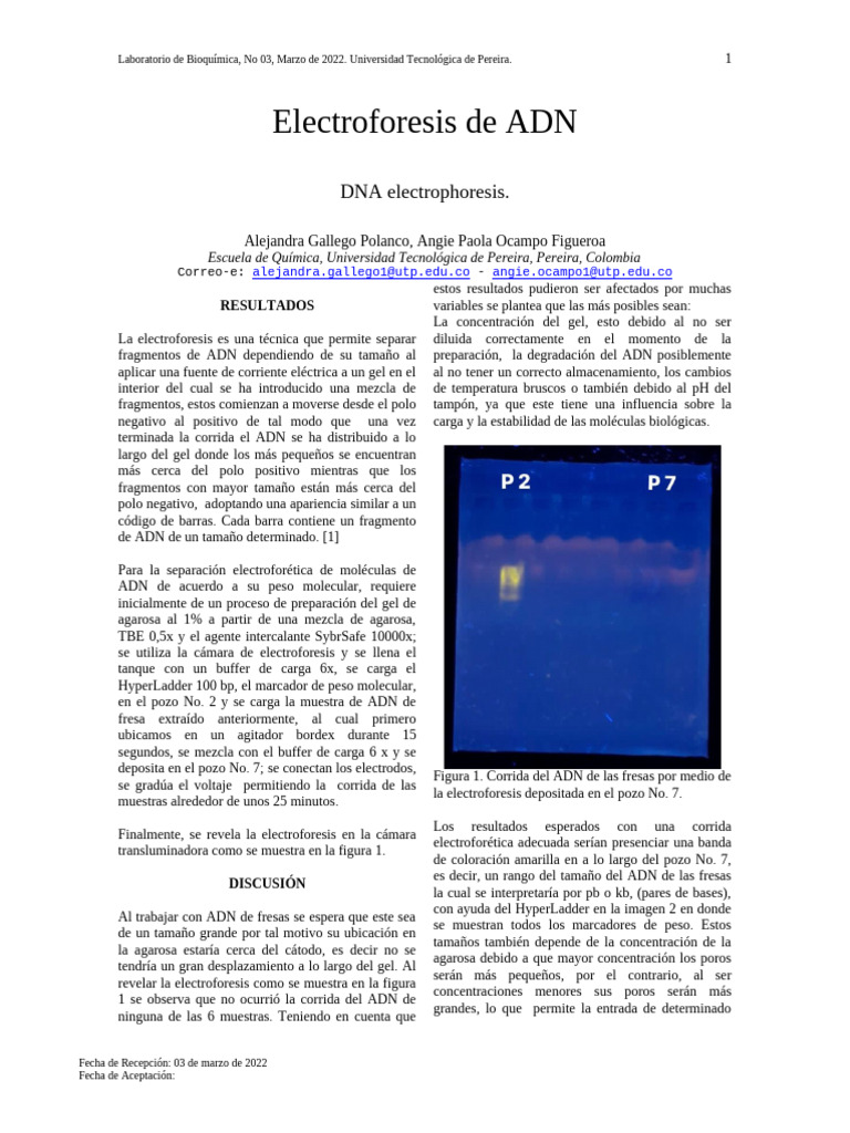 Informe No. 3 Electroforesis de ADN | PDF | Electroforesis | Adn