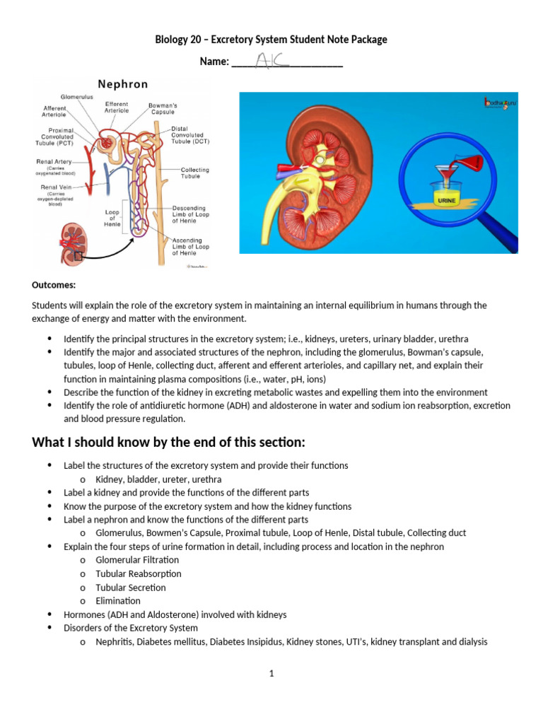 Excretory System: Kidney Functions Explained | PDF | Kidney | Skeletal ...