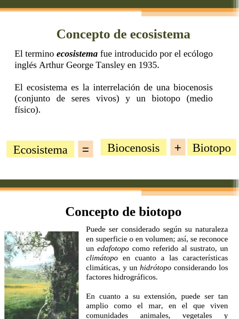 Actividad - Ecosistema y Flujo de Energia | PDF | Ecosistema | Ecología
