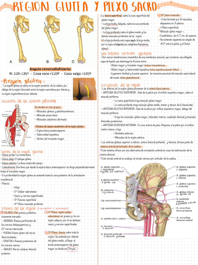 Mmii | PDF | Sistema musculoesquelético | Anatomía humana