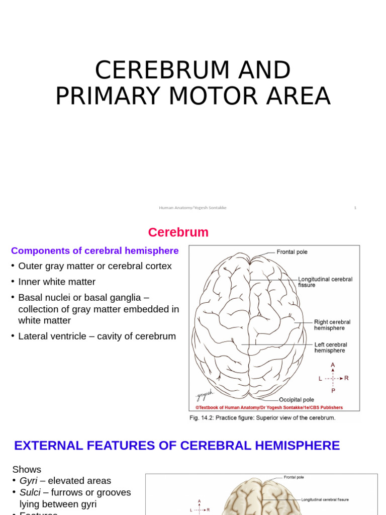 Motor Areas of the Cerebrum Explained | PDF | Cerebrum | Cerebral Cortex