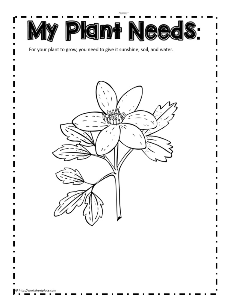 4 Things Plants Need | PDF