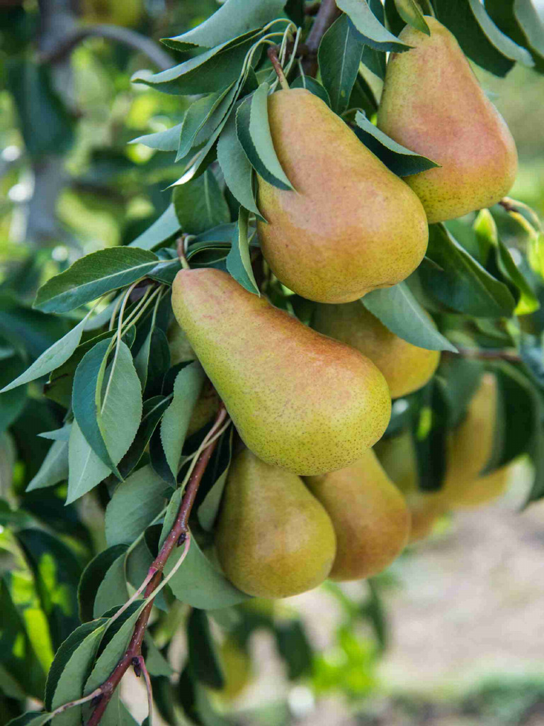 PEAR | PDF