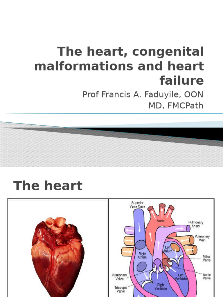 The Heart, Congenital Malformations and Heart Failure | PDF | Heart ...