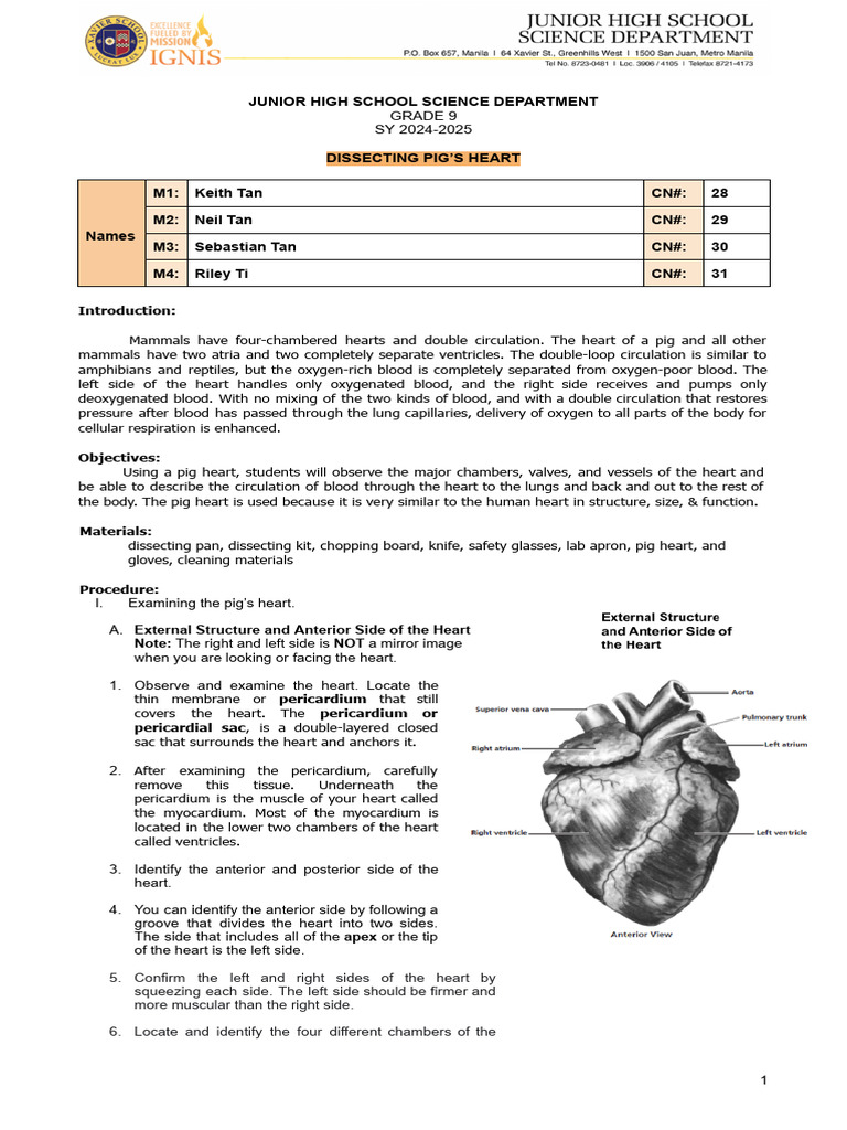 Pig Heart Dissection Guide | PDF | Heart Valve | Heart