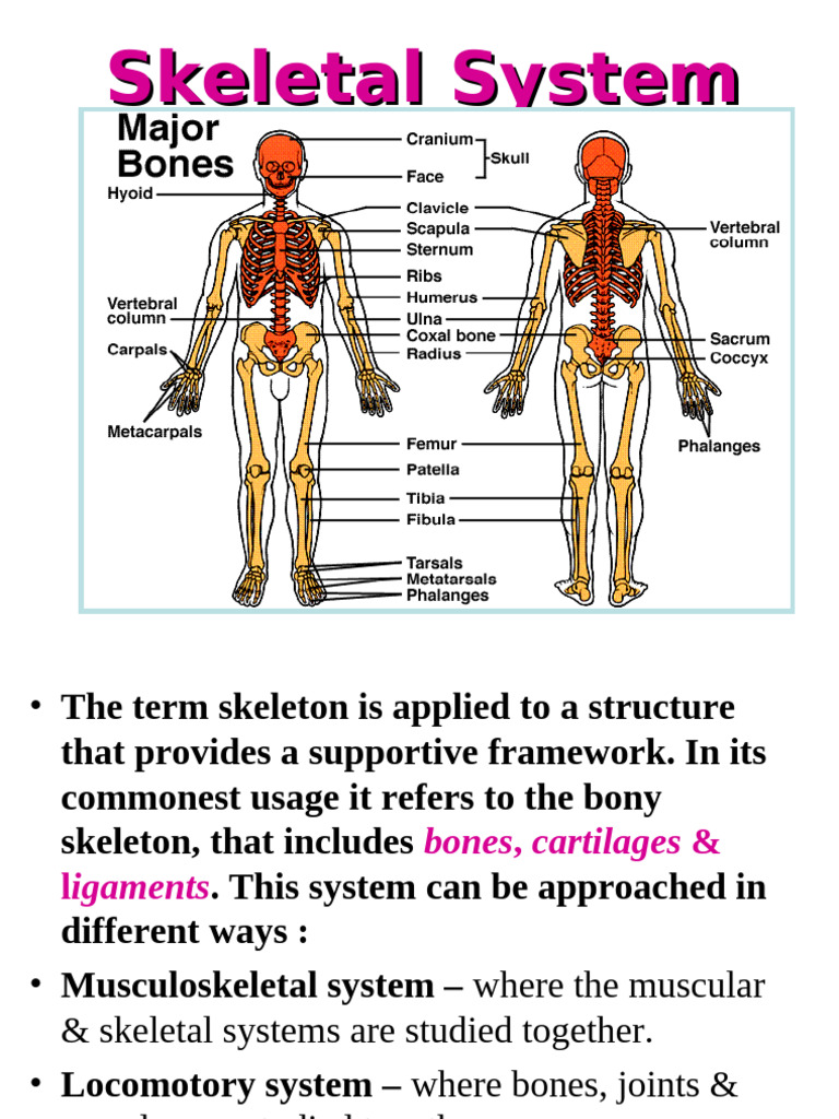 6 Skeletal Anatomy Print | PDF | Vertebral Column | Bone