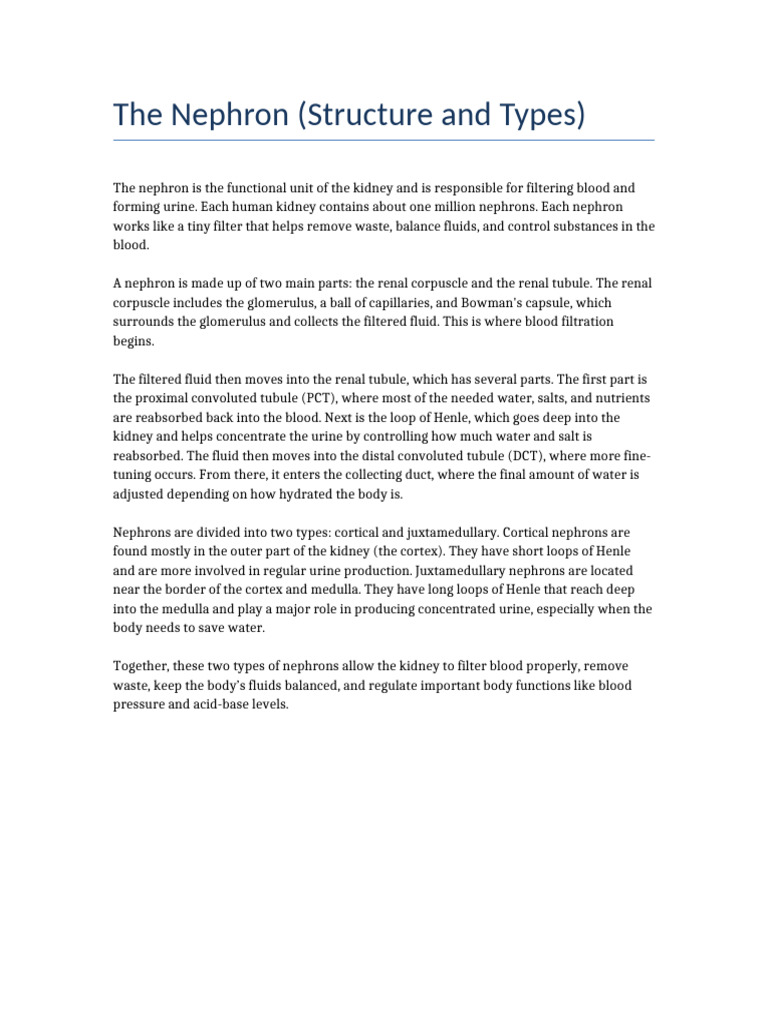 Nephron Structure and Types | PDF