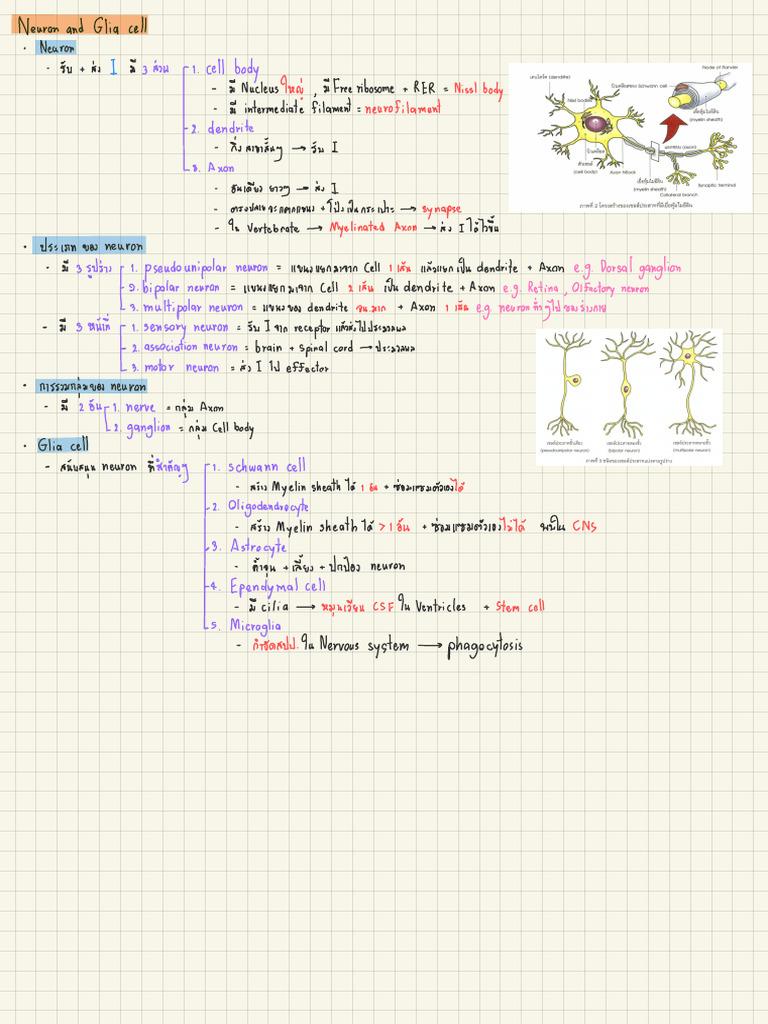 Nervous System and Sense Organ | PDF