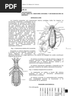 Anatomia Mosca Completa Con Imagenes | PDF