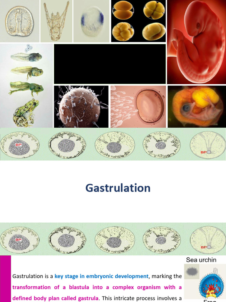 Frog Gastrulation: Key Processes Explained | PDF | Biology | Change