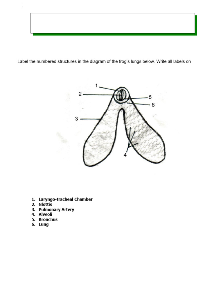 Frog Respiratory and Urogenital Systems | PDF | Human Body ...
