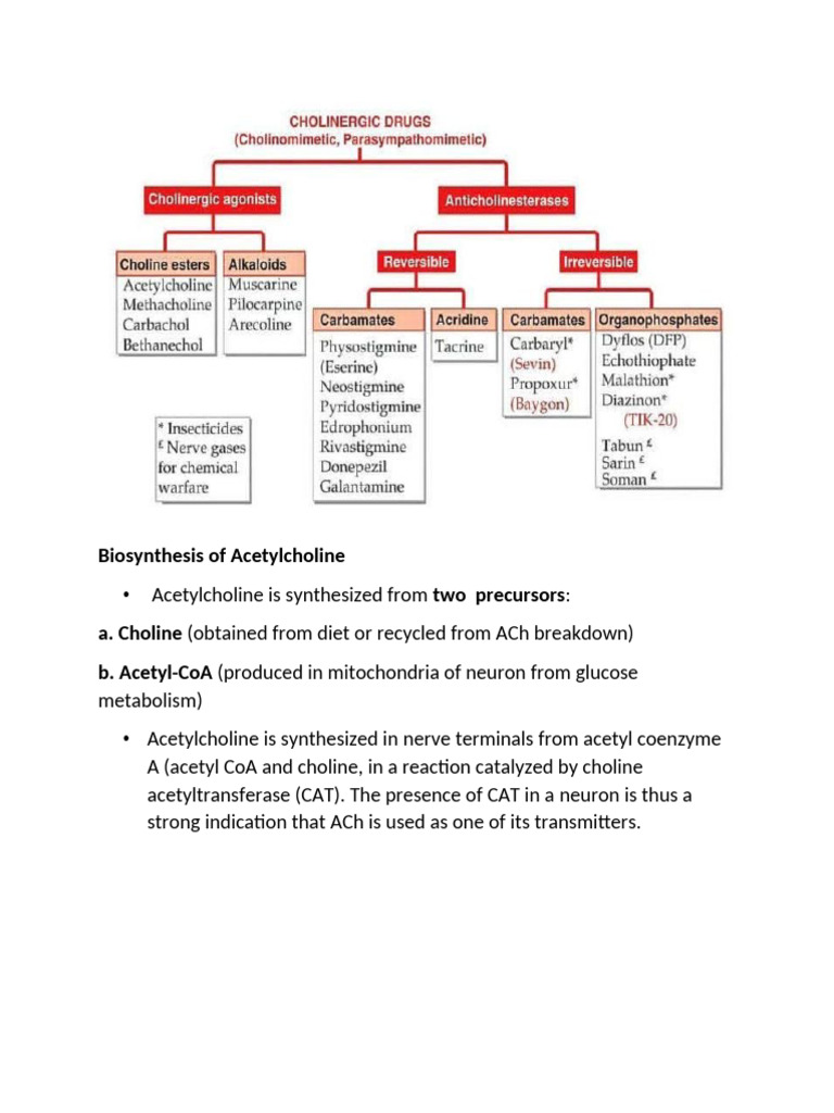 Cholinergic and Adrenergic | PDF | Acetylcholine | Drugs