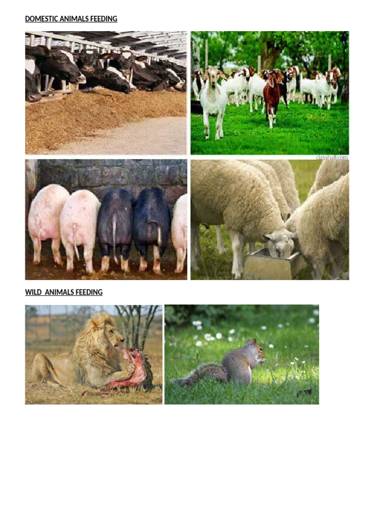 Domestic Animals Feeding | PDF