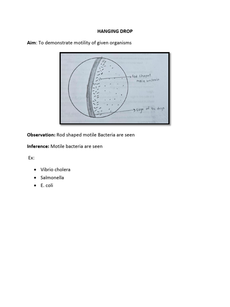 Hanging Drop | PDF