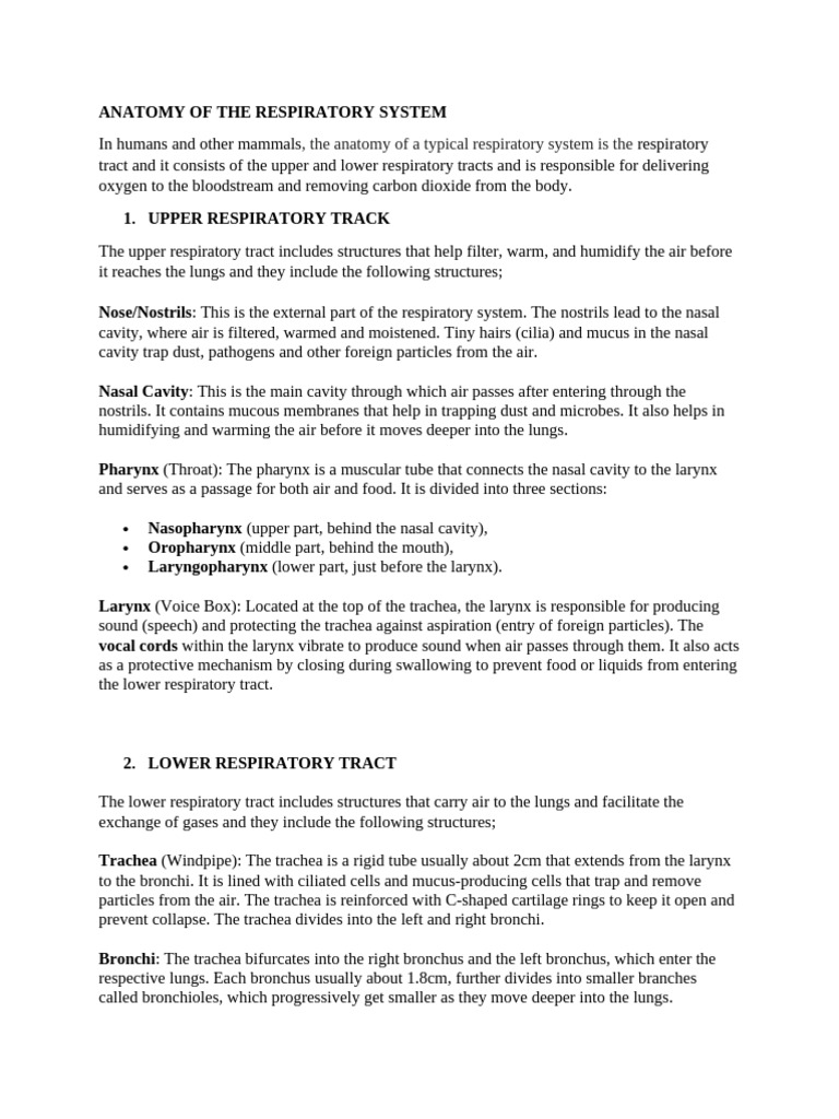 Anatomy of The Respiratory System | PDF | Respiratory Tract | Lung