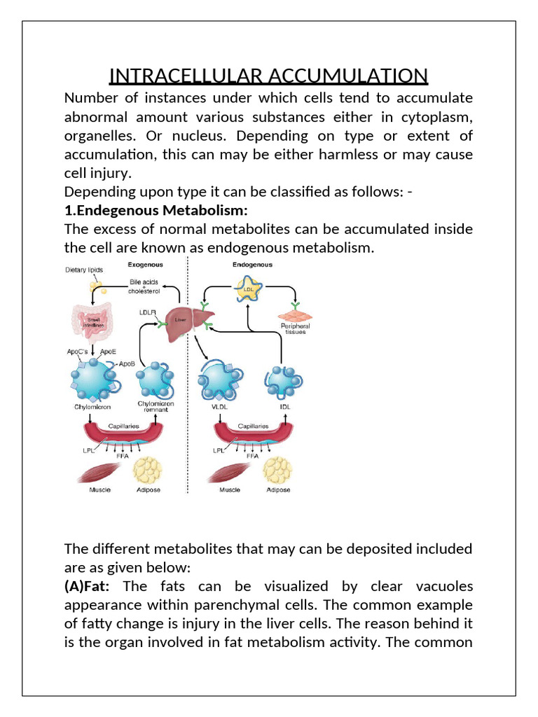 Types of Intracellular Accumulation | PDF | Apoptosis | Necrosis