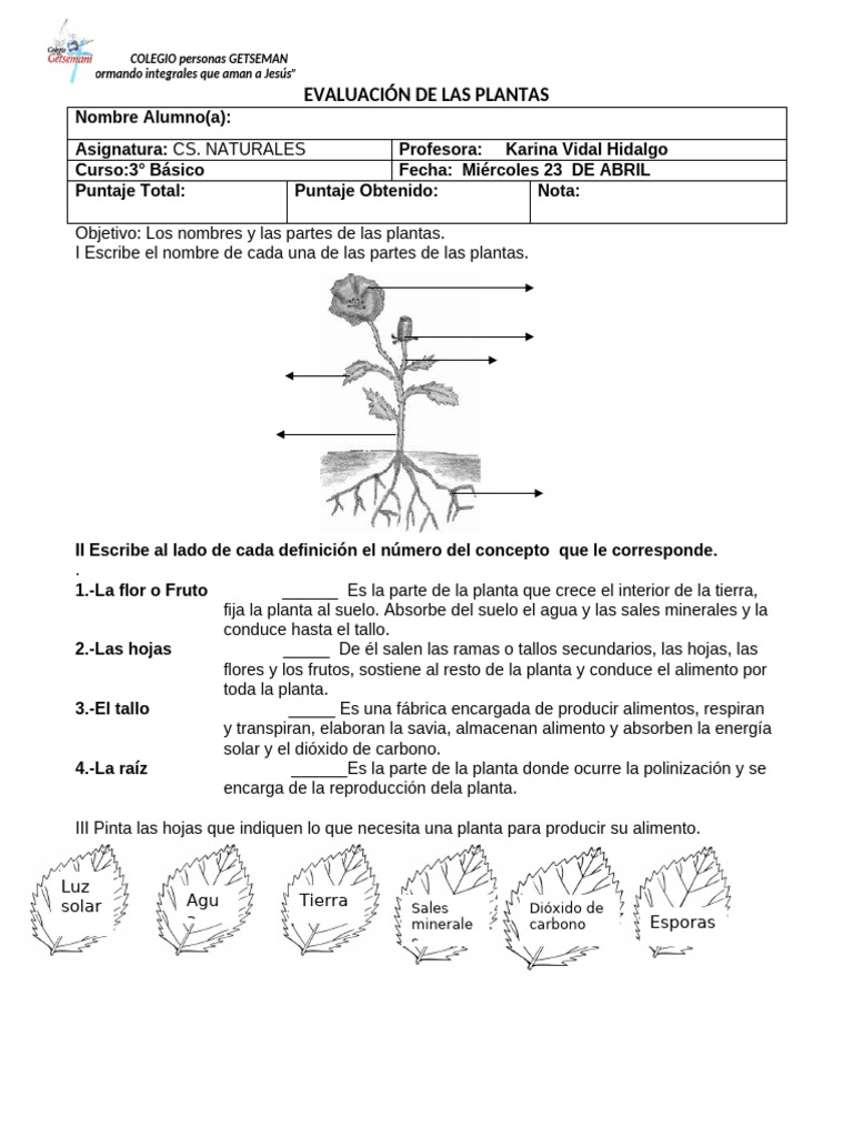 Triángulo de la Enfermedad en Plantas | PDF | Plantas | Respiración