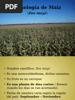 Ciclo de Vida Del Maiz | PDF