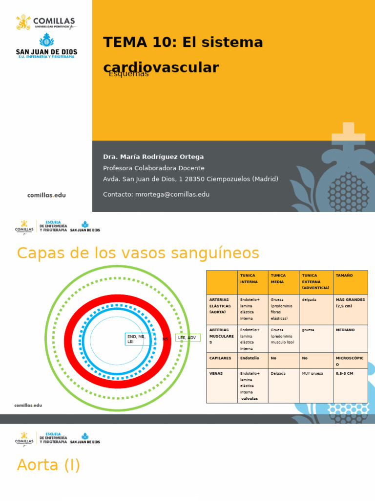 TEMA 10 Esquemas | PDF | Aorta | Artería