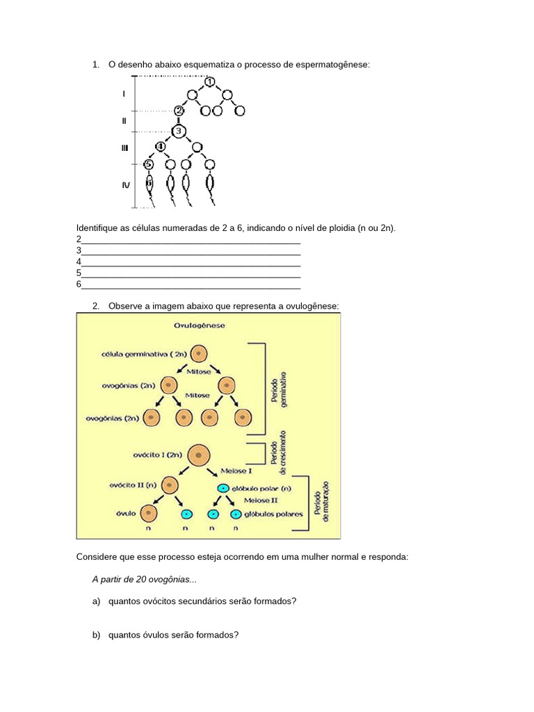 PE2 1ºbimestre 2025 | PDF