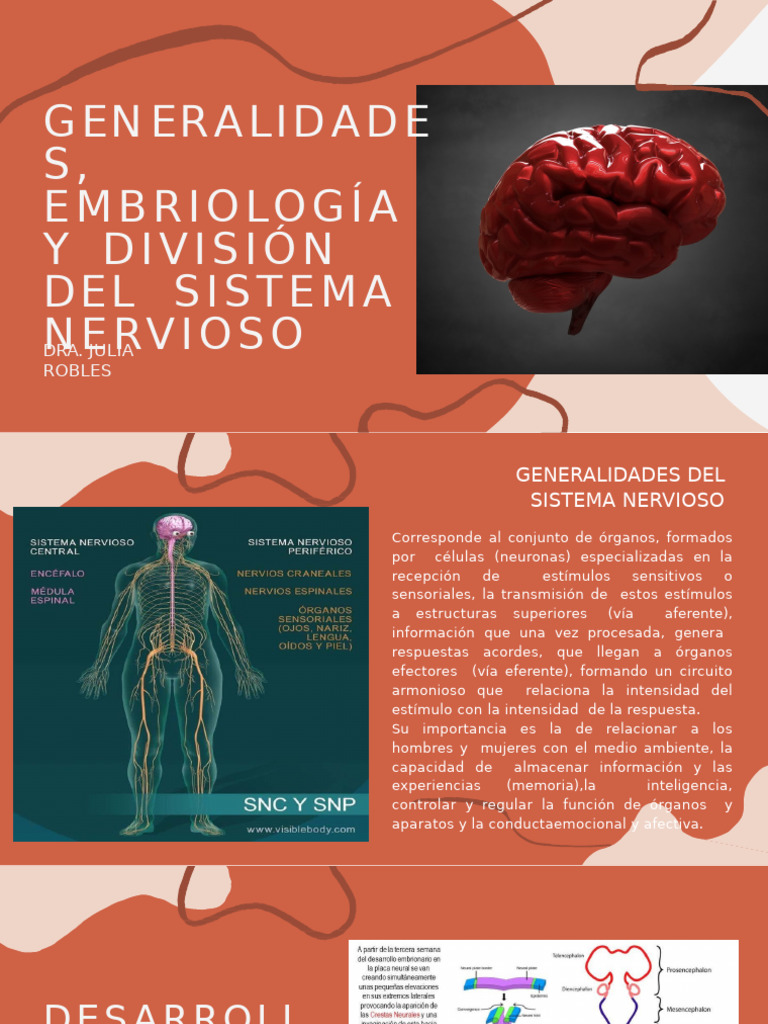 EMBRIOLOGiA Y DIVISIoN DEL SISTEMA NERVIOSO | PDF | Cerebro | Sinapsis