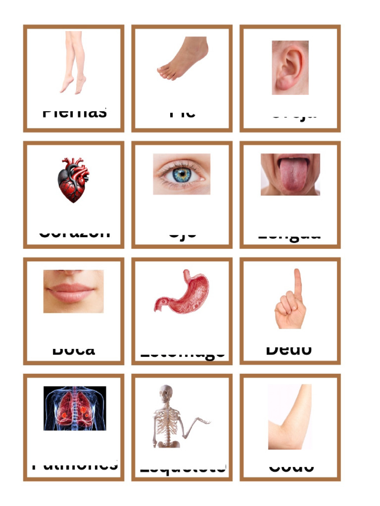 Bingo Cuerpo Humano | PDF