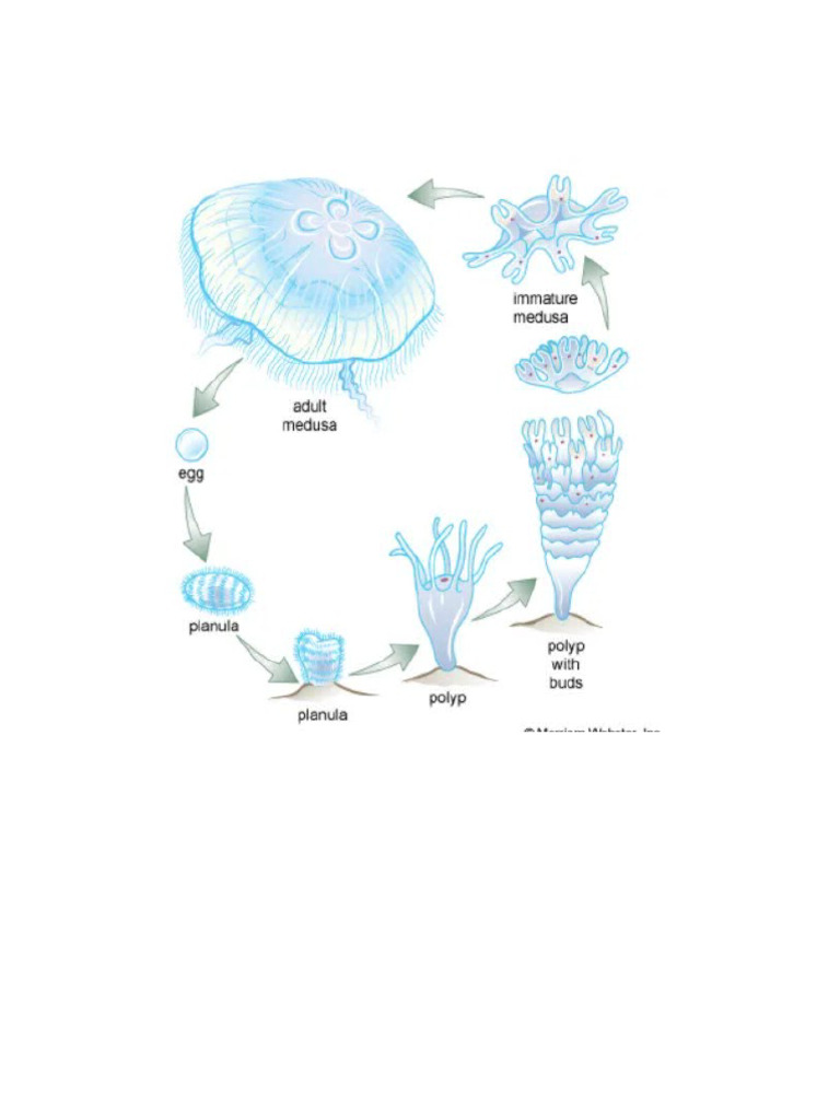 Jellyfish and Notes | PDF
