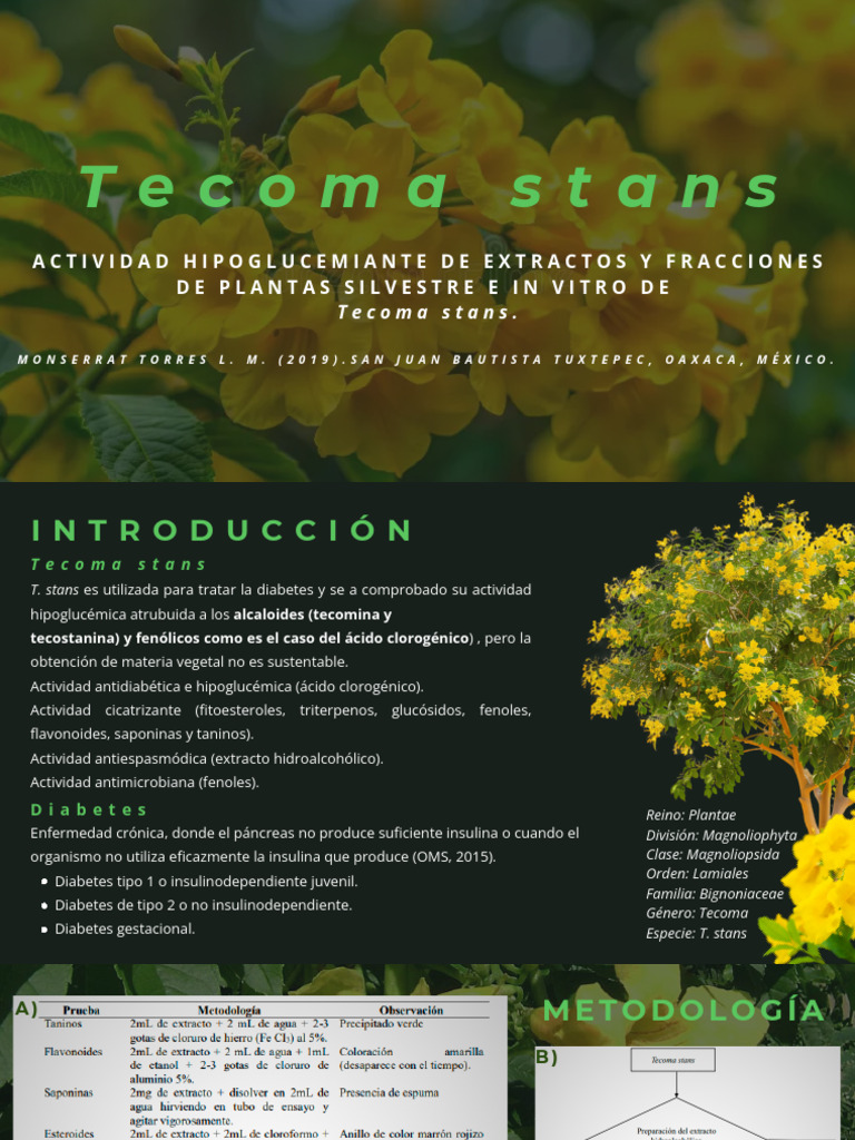 Actividad Hipoglucemiante de Extractos y Fracciones de Plantas Silvestre e in Vitro de Tecoma ...