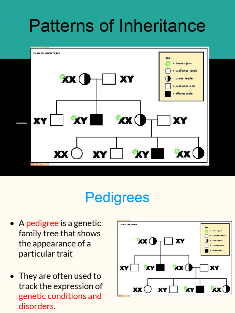 Tutorial 7b SBI3UE - Pedigrees | PDF
