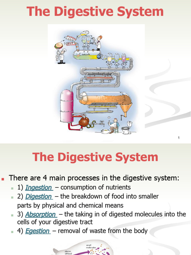 Digestive System: Egestion Explained | PDF | Digestion | Stomach