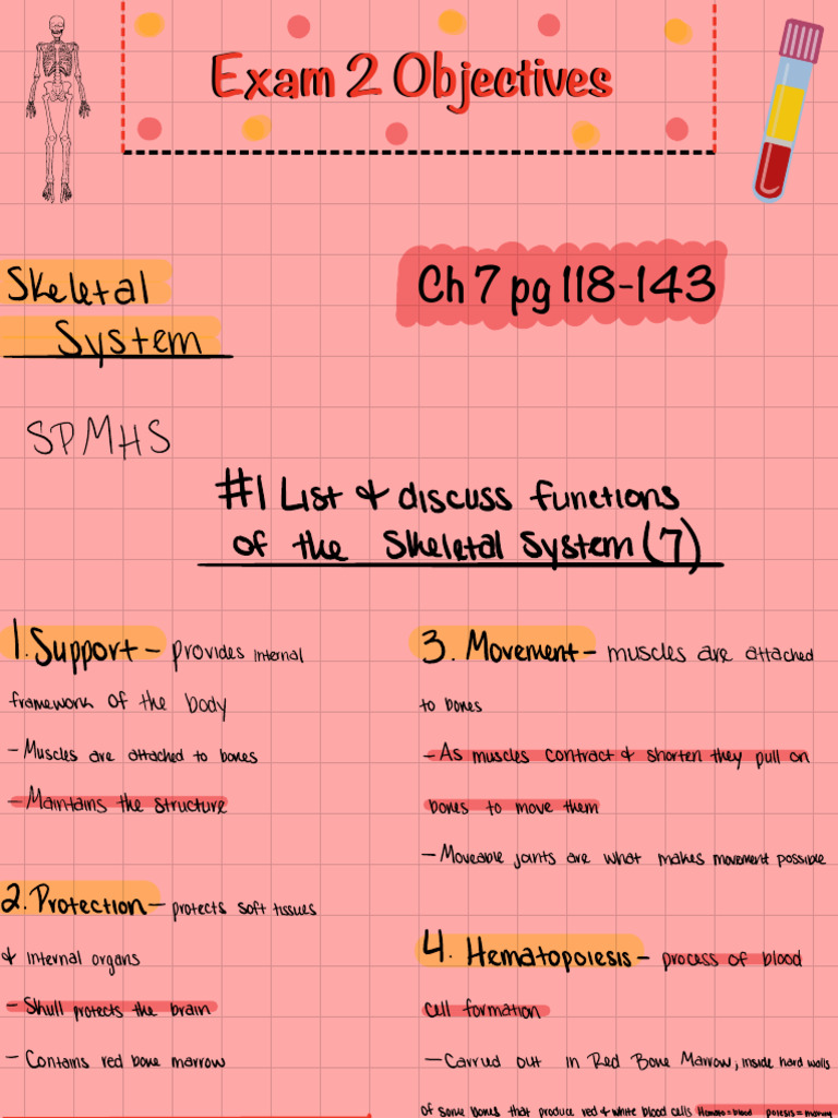Exam 2 Objectives | PDF | Bone | Skeletal Muscle