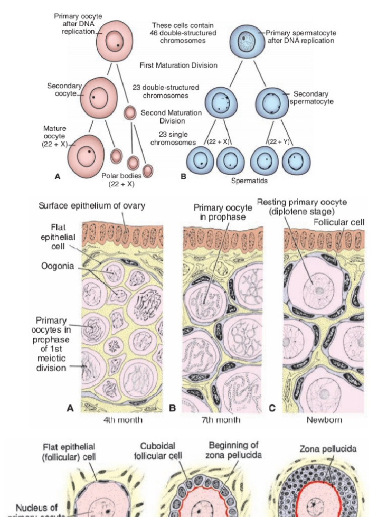 Embryo Ospe Block 1 | PDF
