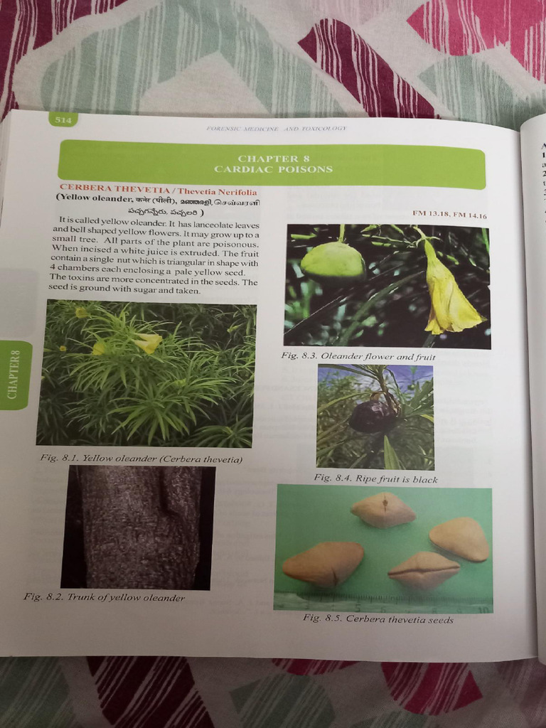 Cardiac Poisons: Yellow Oleander Toxicity | PDF