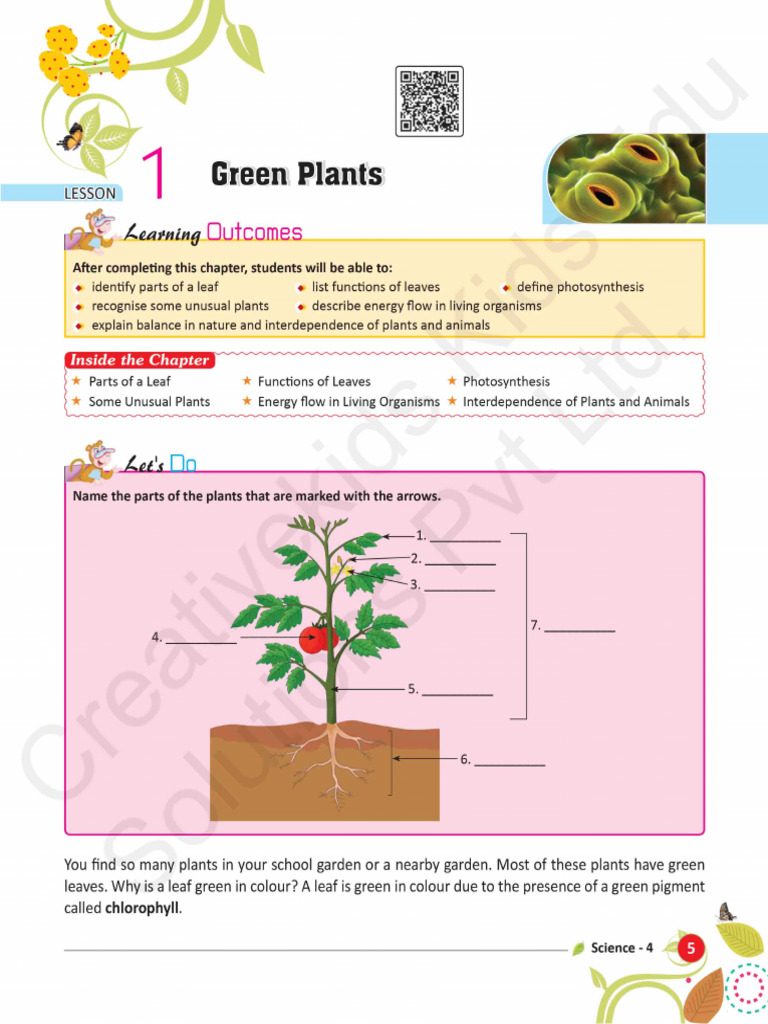 Science 1 Green Plants | PDF
