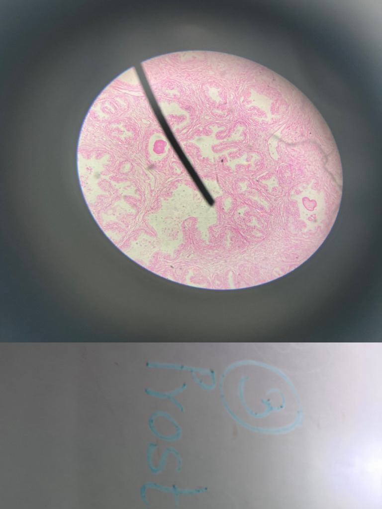 Histology Slide Prelim Part 1 | PDF