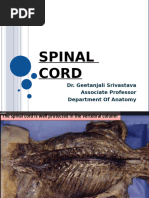 Overview of Spinal Cord Tracts | PDF | Spinal Cord | Vertebral Column