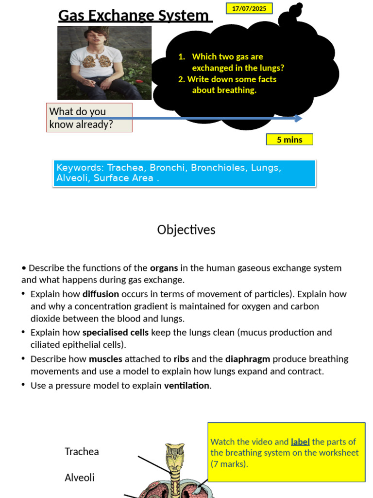 8Cb Gas Exchange System | PDF | Lung | Breathing
