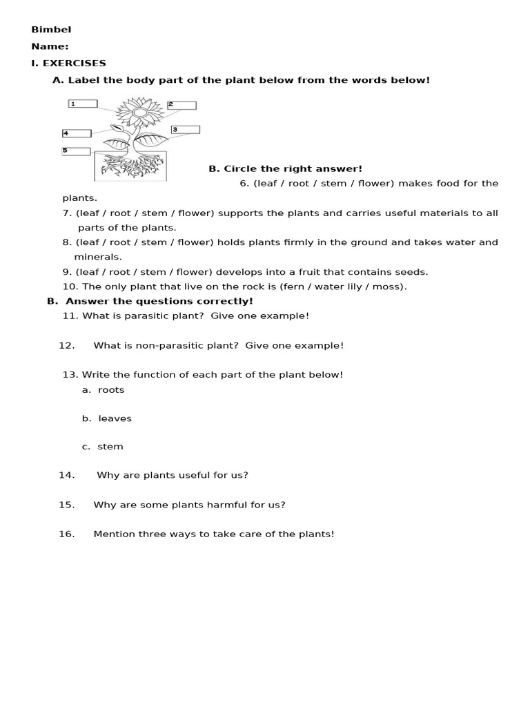 Plant Parts and Their Functions | PDF