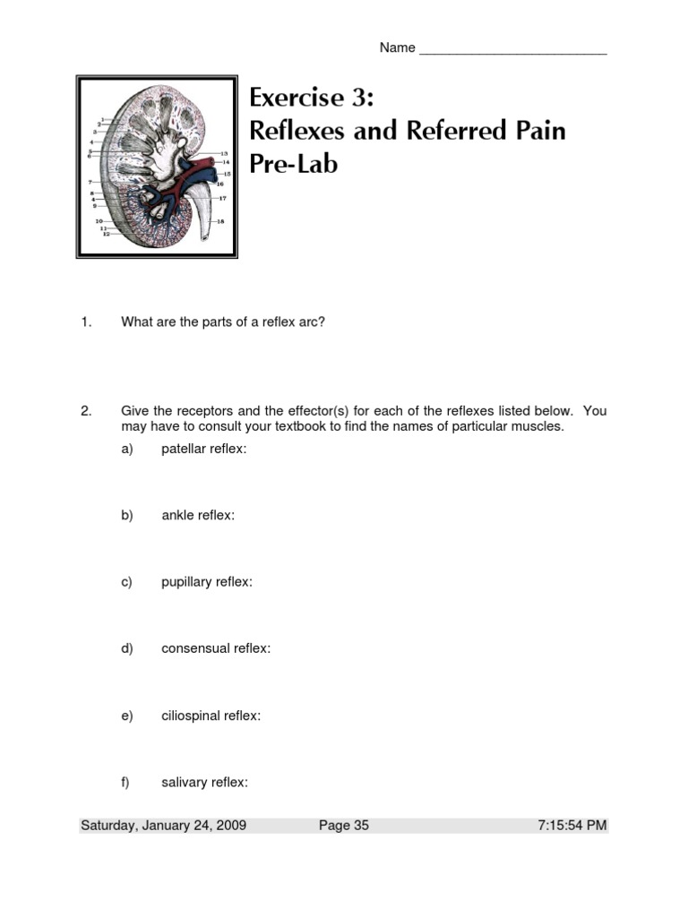 Lab 03 Reflexes Referred Pain | PDF | Pain | Stimulus (Physiology)