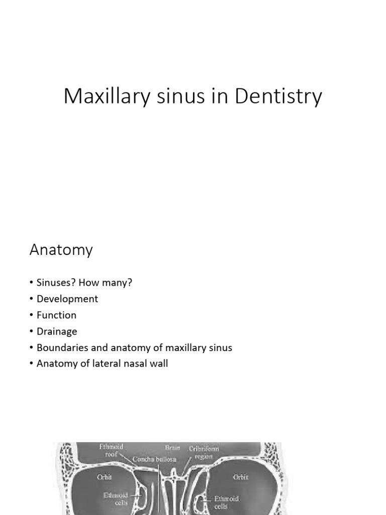 Maxillary Sinus Anatomy and Dental Implications | PDF | Medical ...