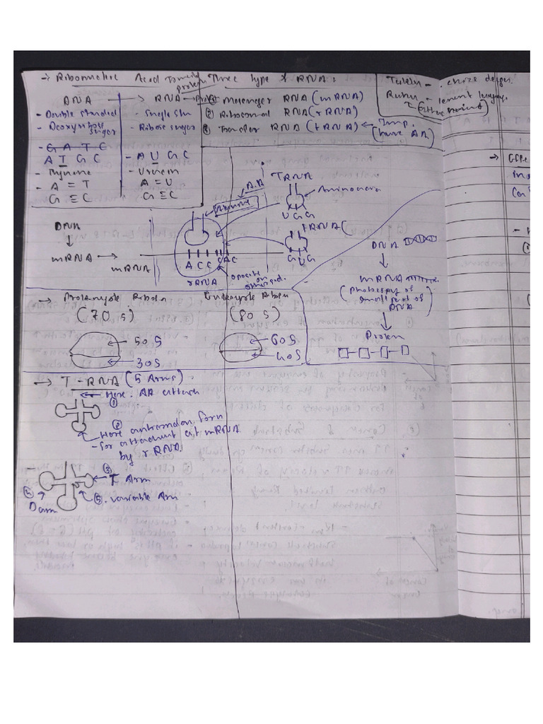 Ribo Nucleic Acid | PDF