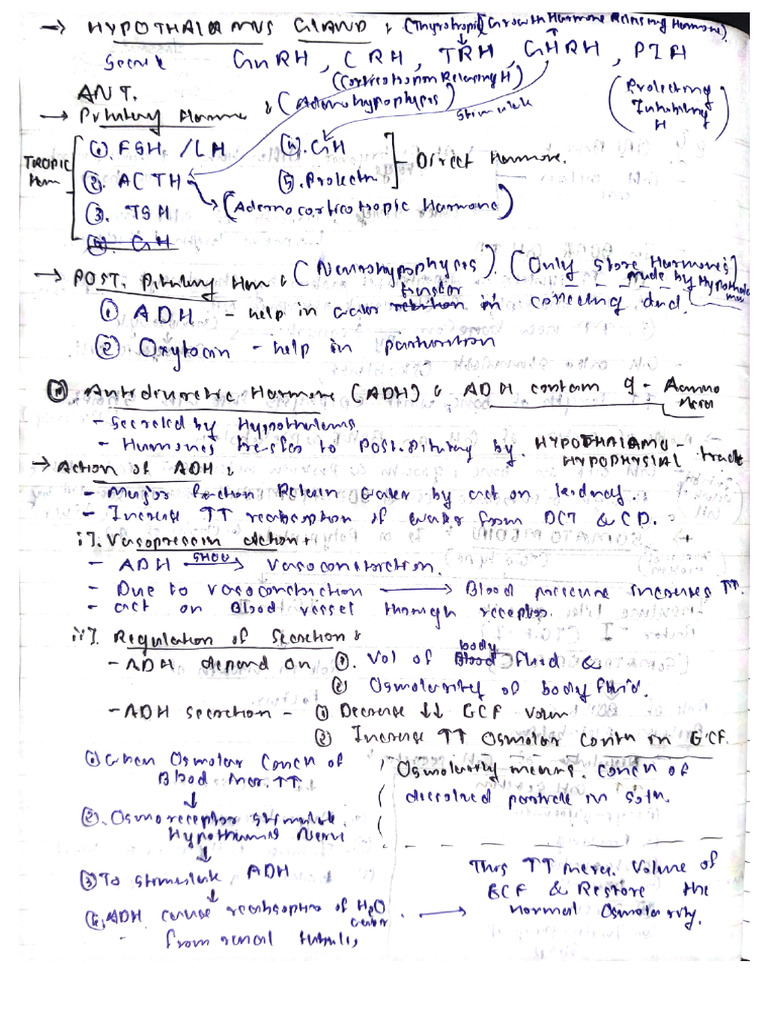 Posterior Pitutary | PDF