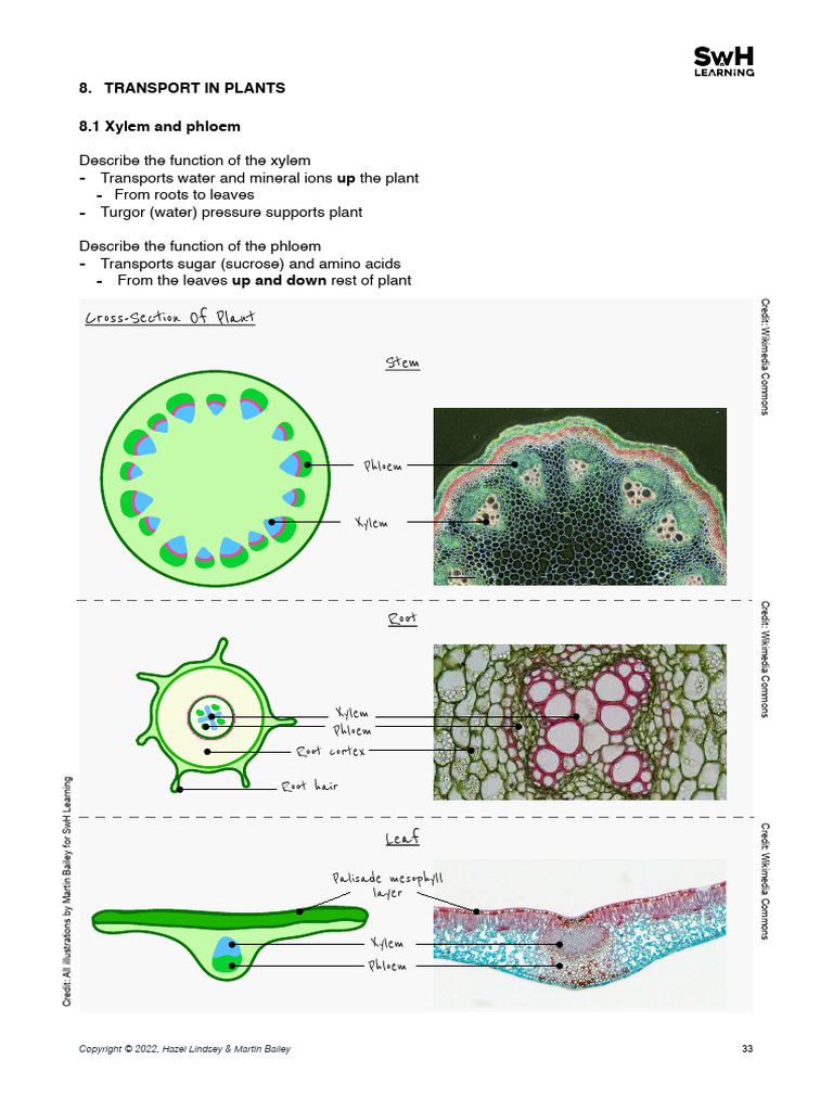 Plant Transport: Xylem and Phloem Functions | PDF | Root | Leaf