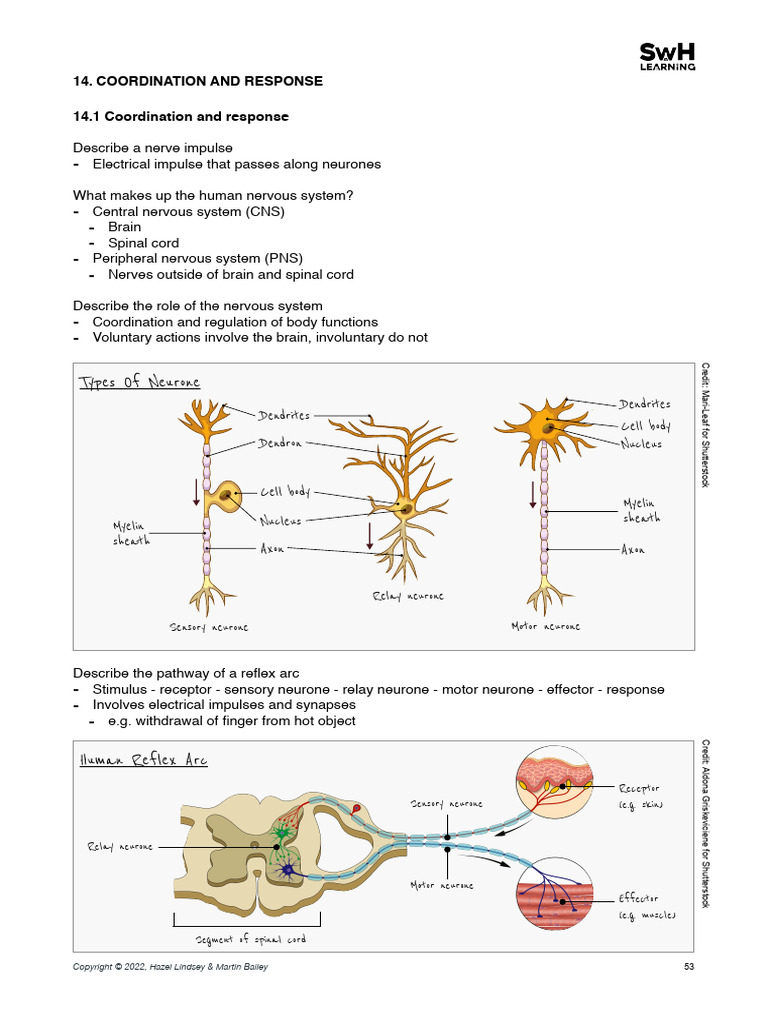 CHAPTER 14 Coordination and Response | PDF | Neuron | Central Nervous System