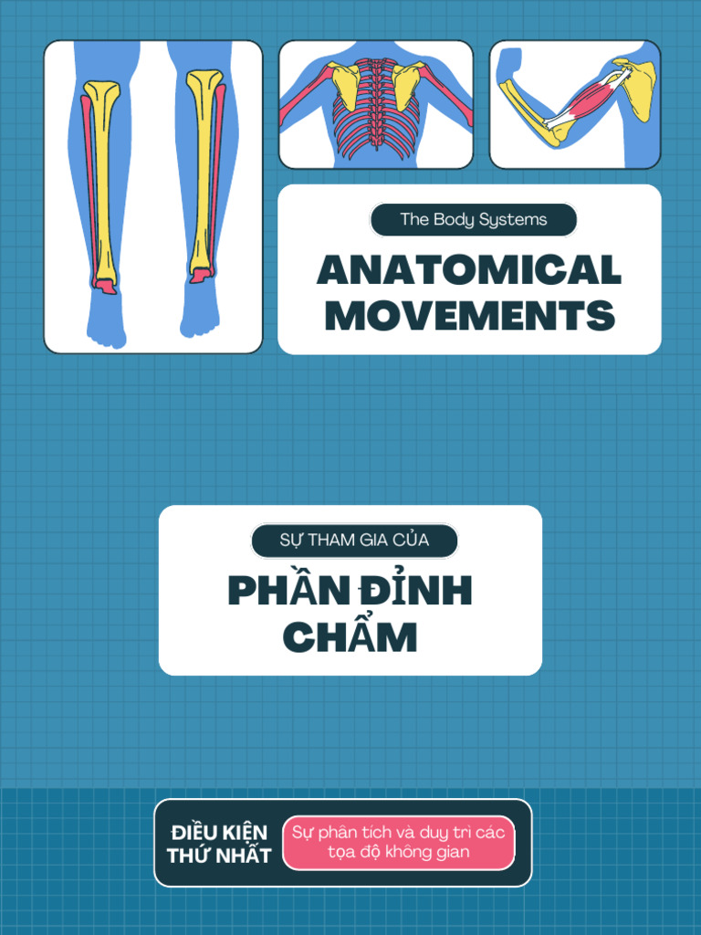 Human Anatomical Movements Musculoskeletal System Science Educational ...